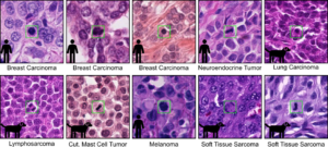 Track 1: Mitotic Figure Detection - MIDOG 2025