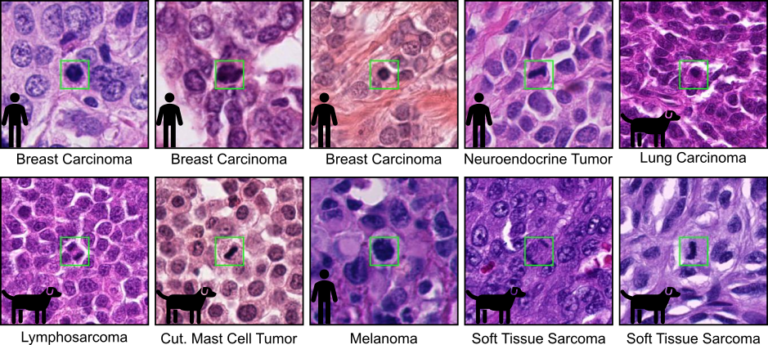 Track 1: Mitotic Figure Detection - MIDOG 2025