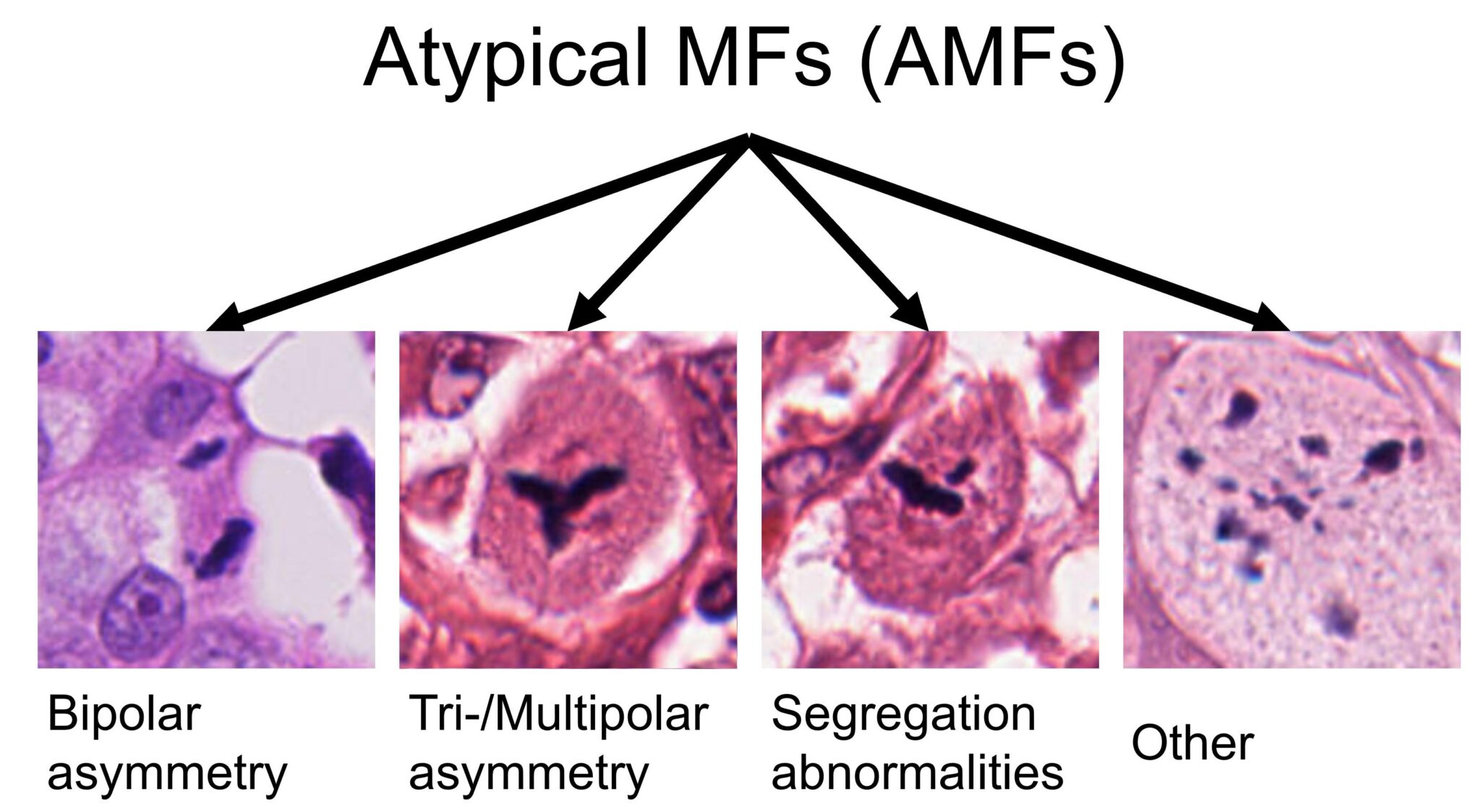 Datasets - MIDOG 2025