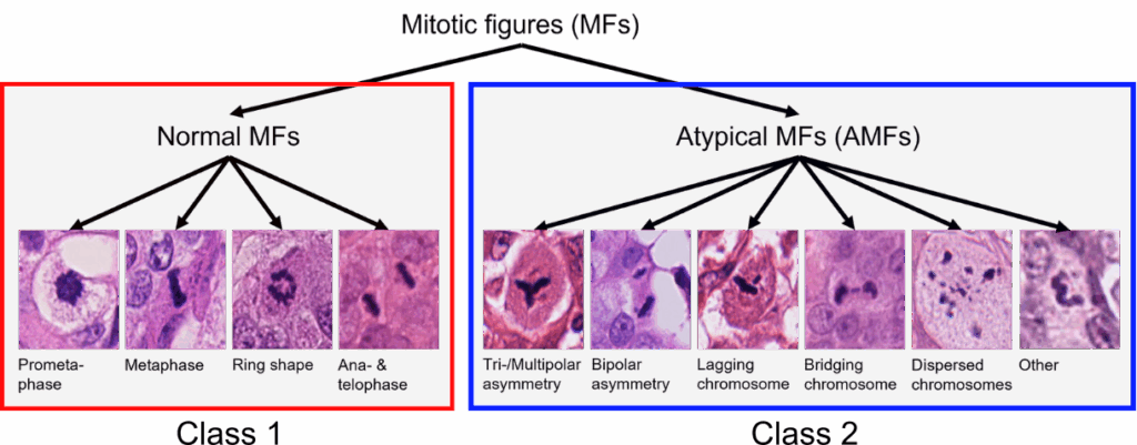 Track 2: Atypical Classification - MIDOG 2025